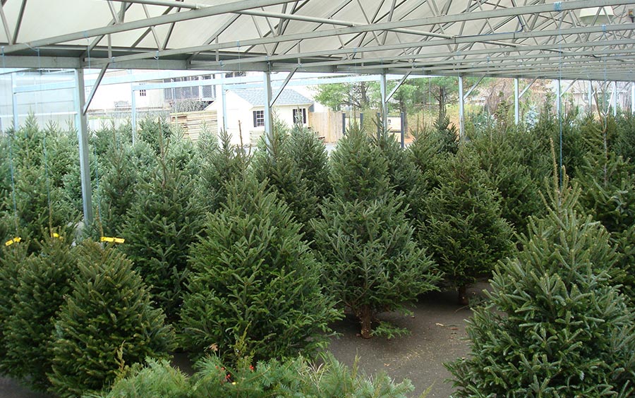 Fraser Firs Newington CT